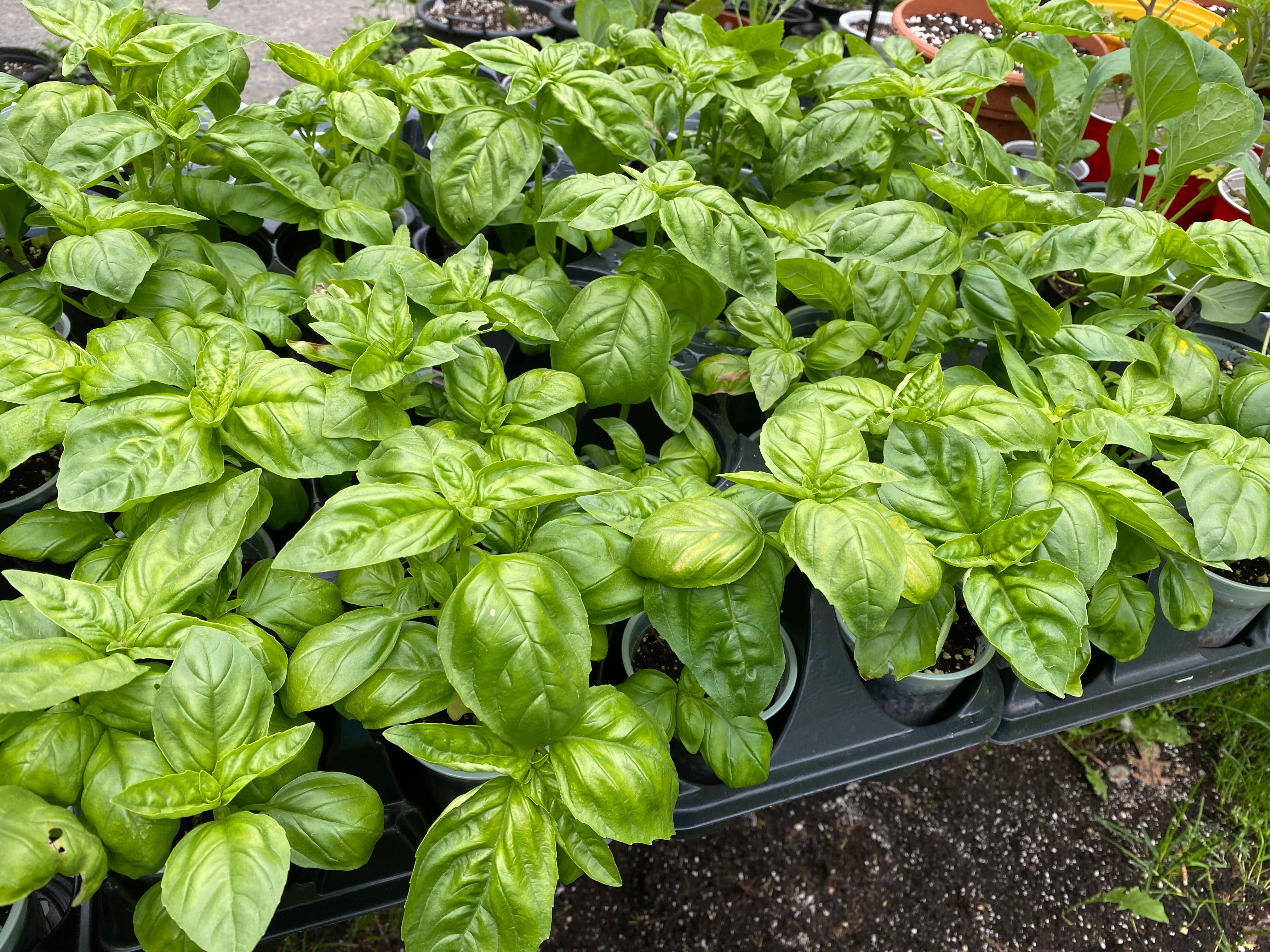 Fine Herbs Collection - Premium Herb Seeds for Gardening – Matches Seeds