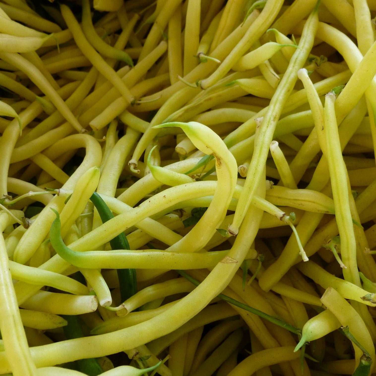 Yellow Pole Beans – Matches Seeds