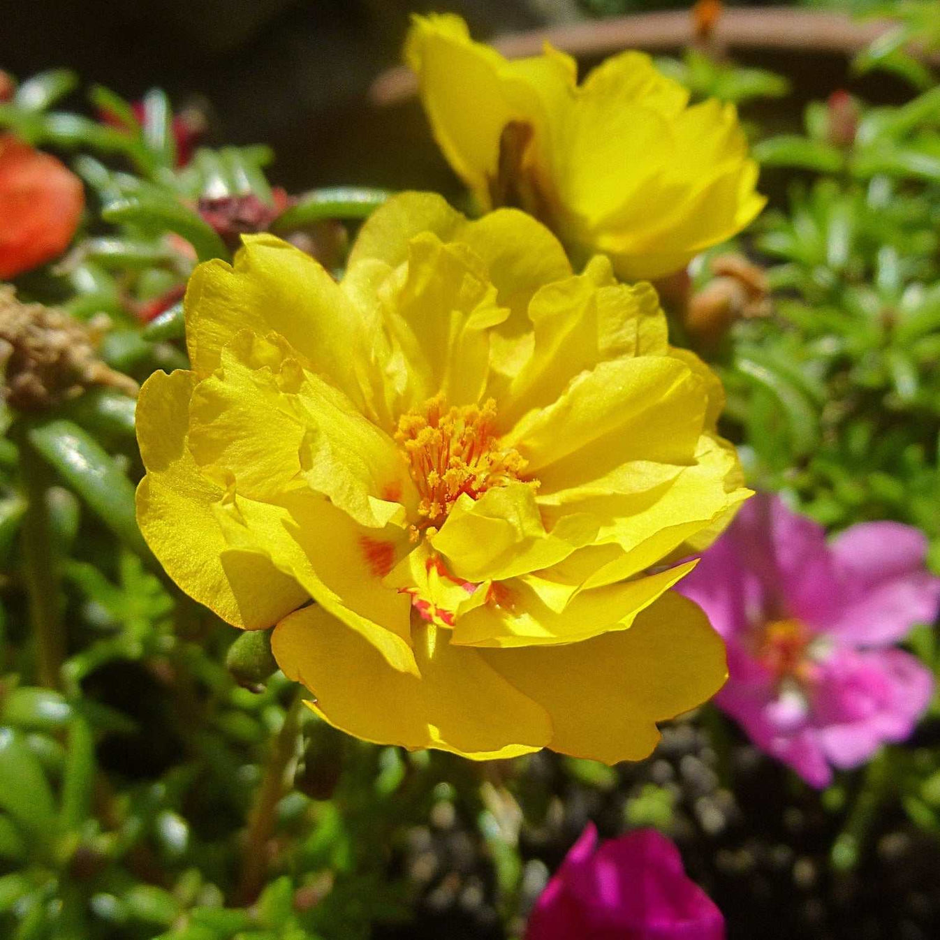 Portulaca Double Mix Seeds for Vibrant Garden Blooms – Matches Seeds