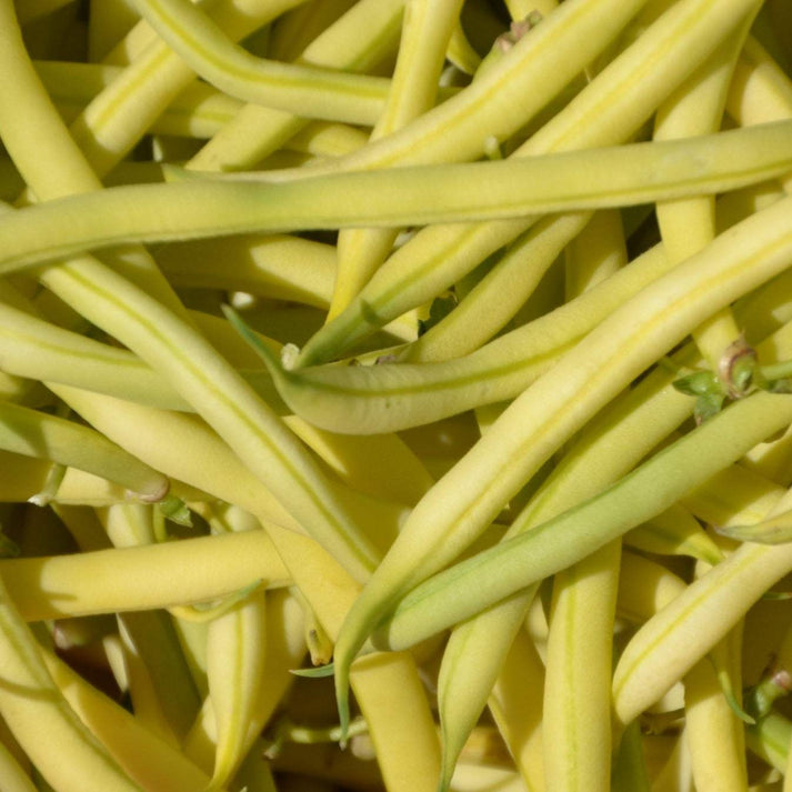Yellow Pole Beans - Heirloom Seeds for Southern Flavor – Matches Seeds