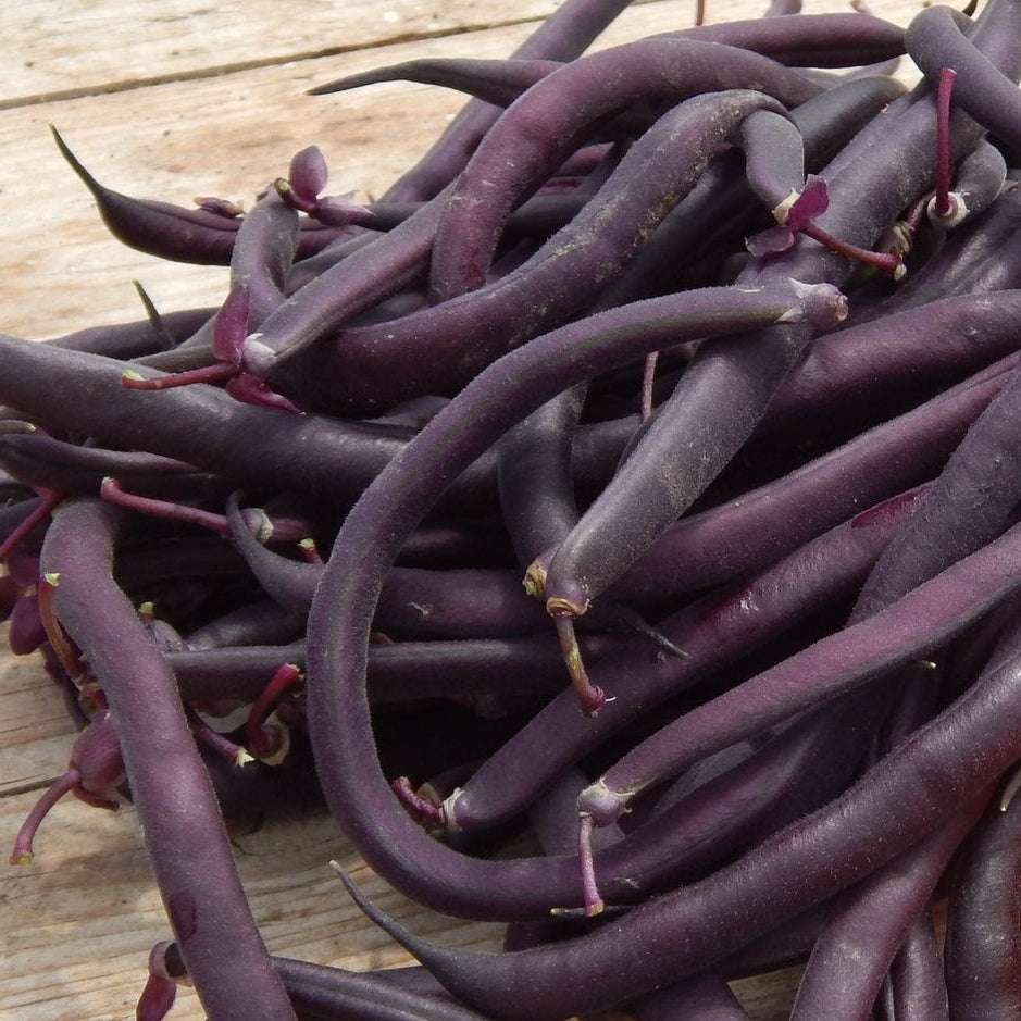 Beans Purple Queen - Vibrant Bush Beans for Your Garden – Matches Seeds