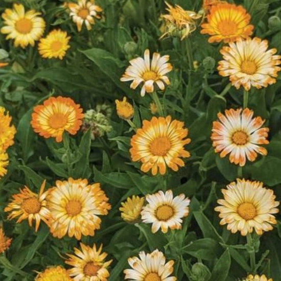 Calendula Oopsy Daisy Seeds – Open-Pollinated, Non-Treated – Matches Seeds