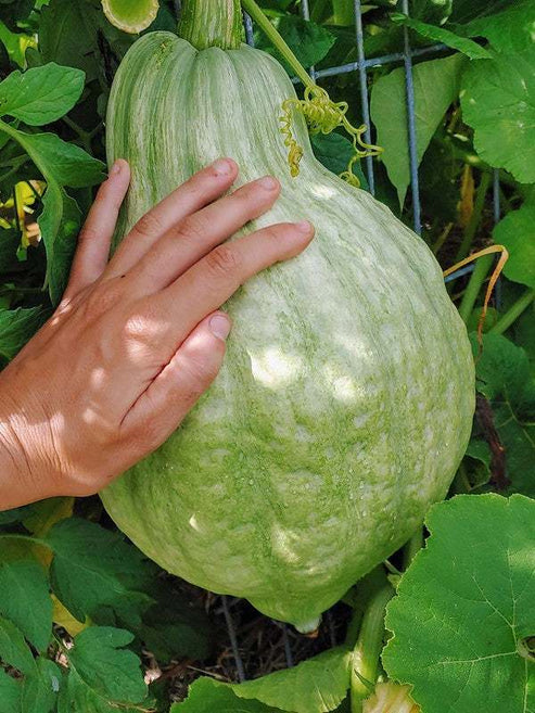 Blue Hubbard Squash Seeds – Heirloom, Non-GMO Squash Seeds – Matches Seeds
