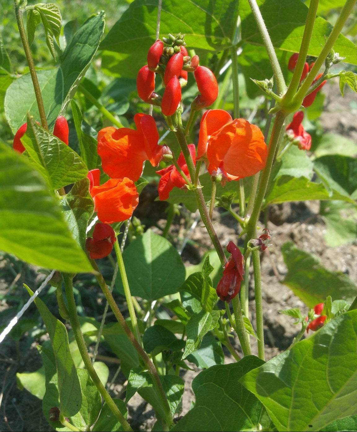 Scarlet Runner Beans - Vibrant Heirloom Climber with High Yields ...
