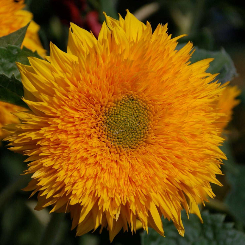 Sunflower Double Sunking – Fluffy Double Blooms | Garden Charm ...