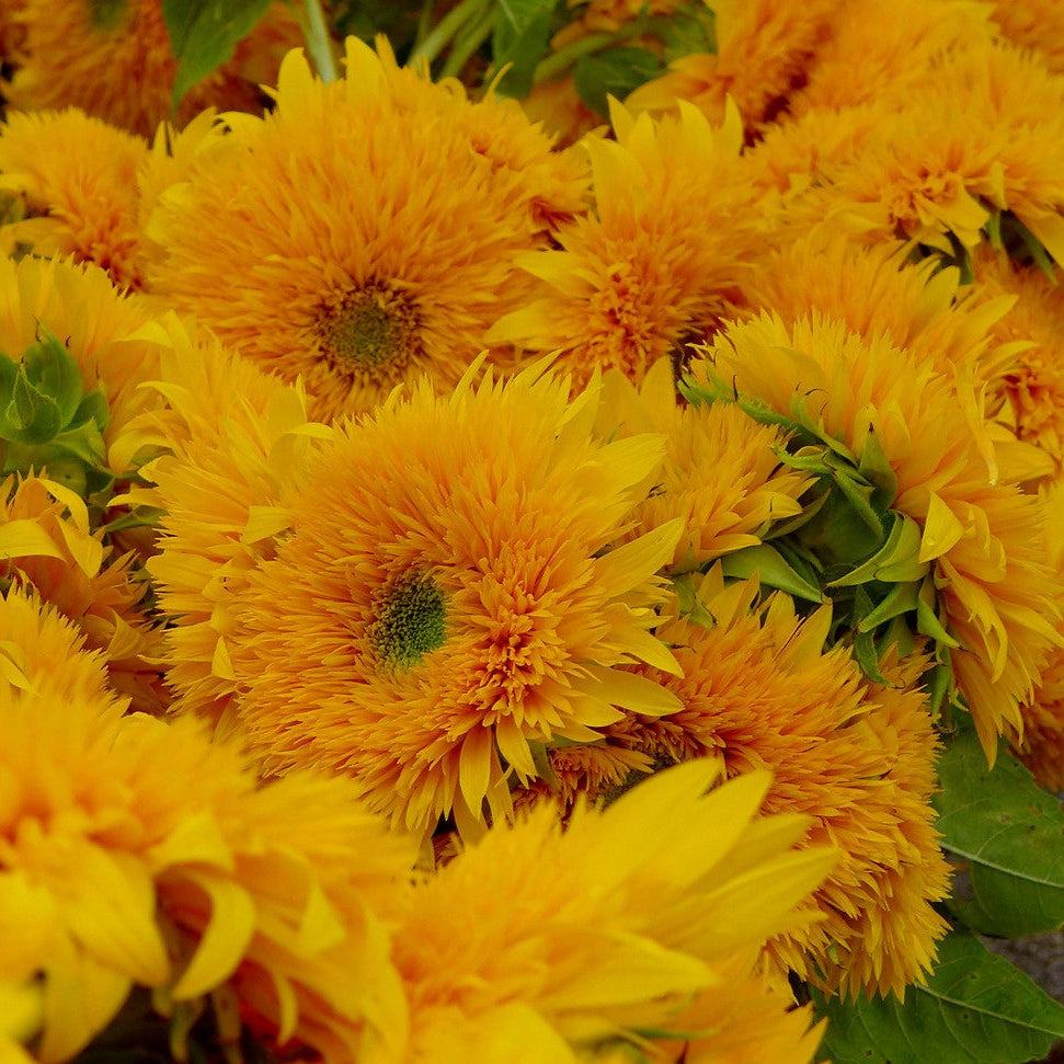 Sunflower Double Sunking – Fluffy Double Blooms | Garden Charm ...