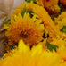 Sunflower Double Sunking – Fluffy Double Blooms | Garden Charm ...