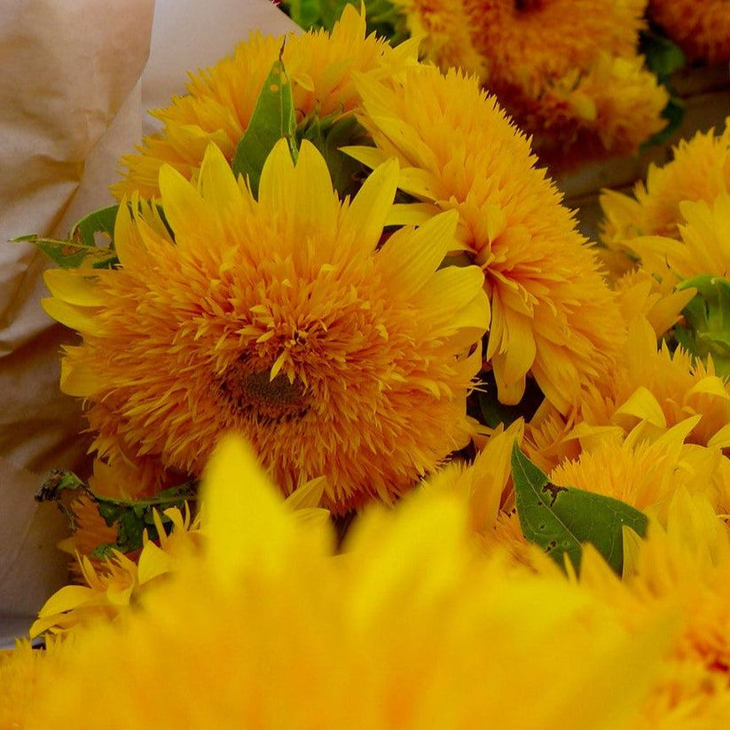 Sunflower Double Sunking – Fluffy Double Blooms | Garden Charm ...