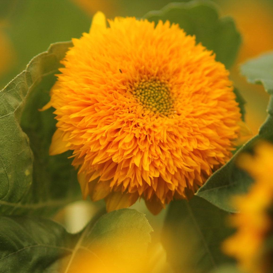 Sunflower Double Sunking – Fluffy Double Blooms | Garden Charm ...
